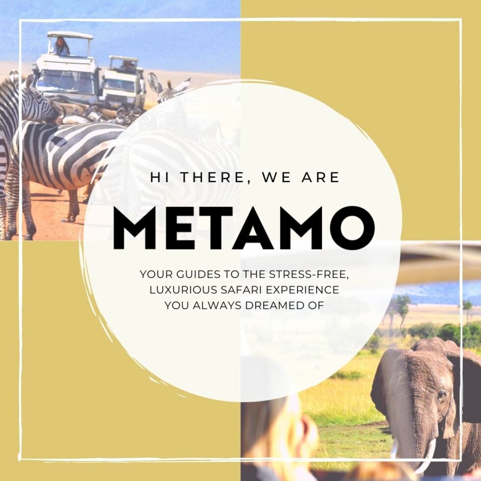 Providing Customers a Safe, Memorable Experience, Metamo Upgrading All ...